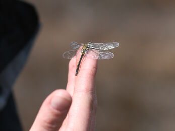 Dragons in the Dales | Yorkshire Peat Partnership