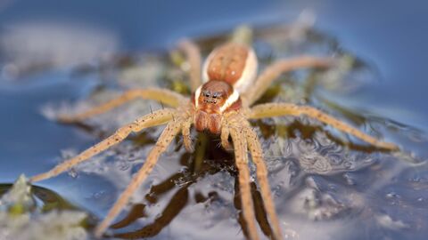 Raft spider | Yorkshire Peat Partnership