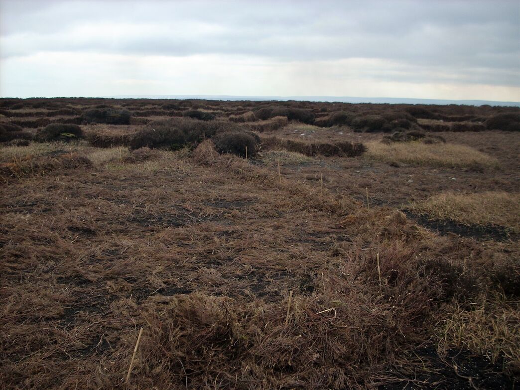 We love it when a plan comes together... | Yorkshire Peat Partnership