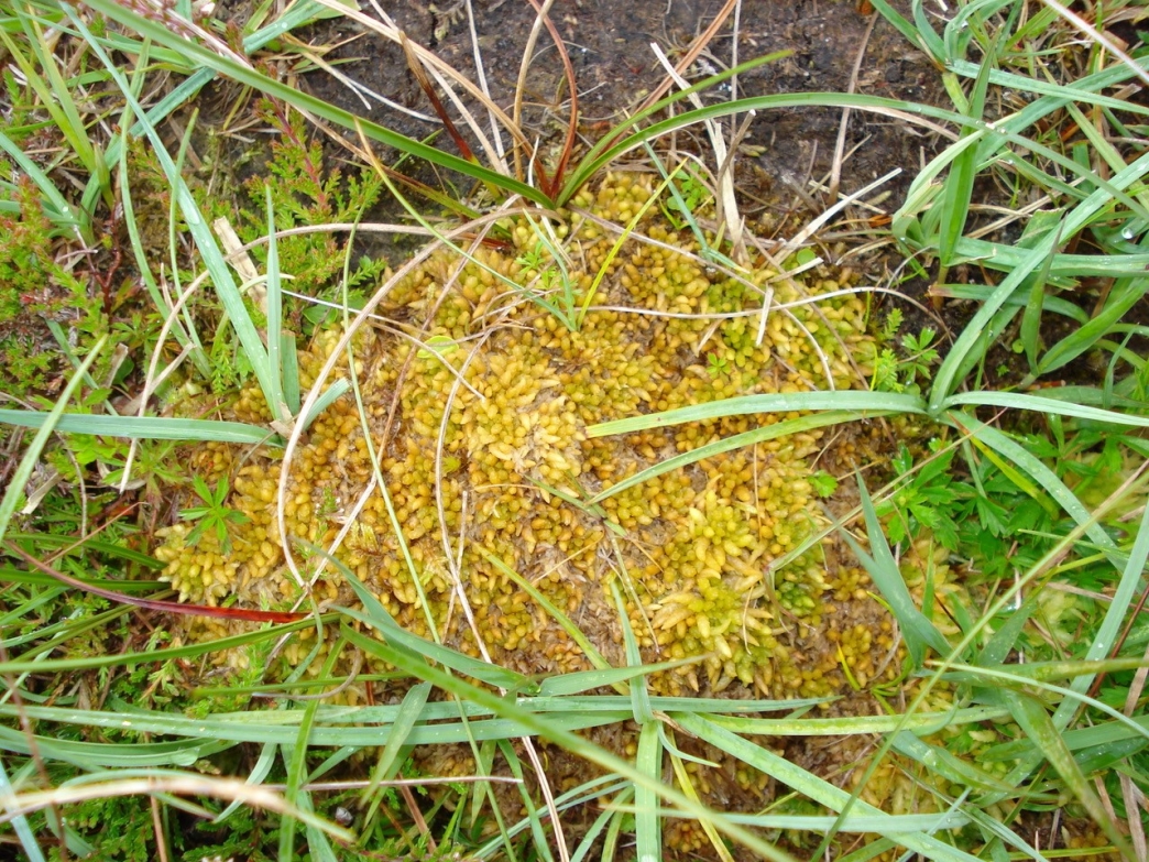 Such a fragile environment… | Yorkshire Peat Partnership