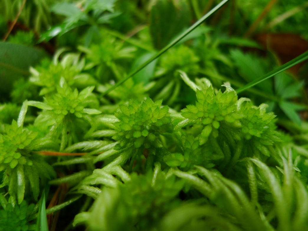 Bry-curious | Yorkshire Peat Partnership