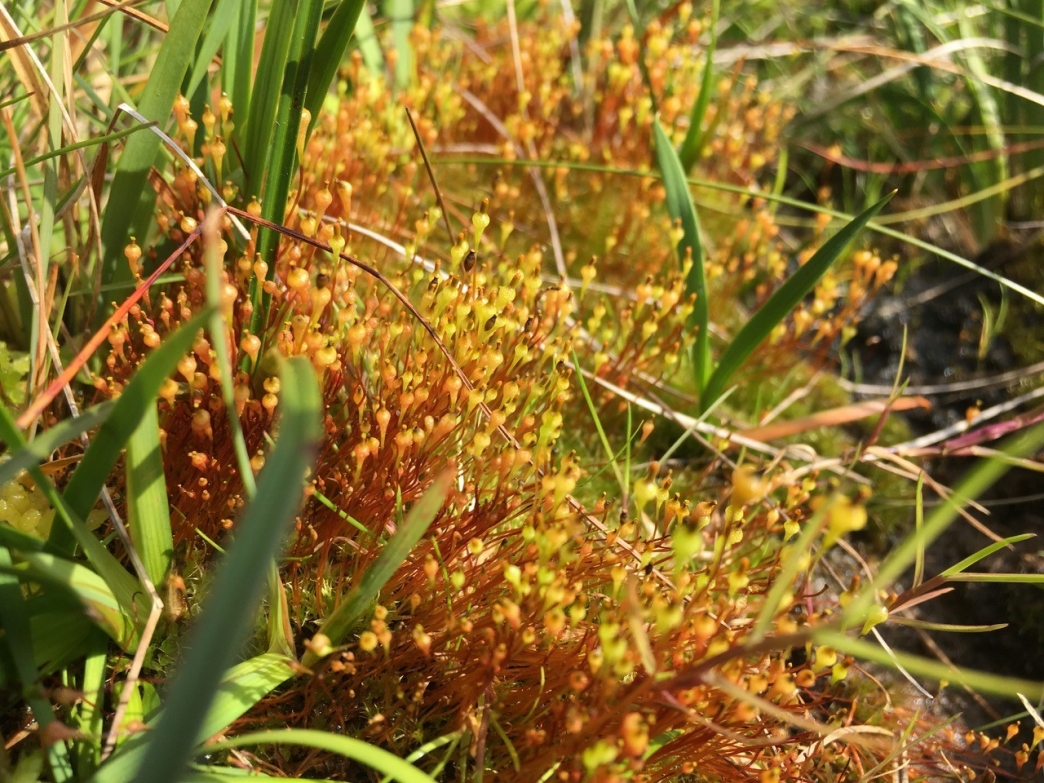 Such a fragile environment… | Yorkshire Peat Partnership