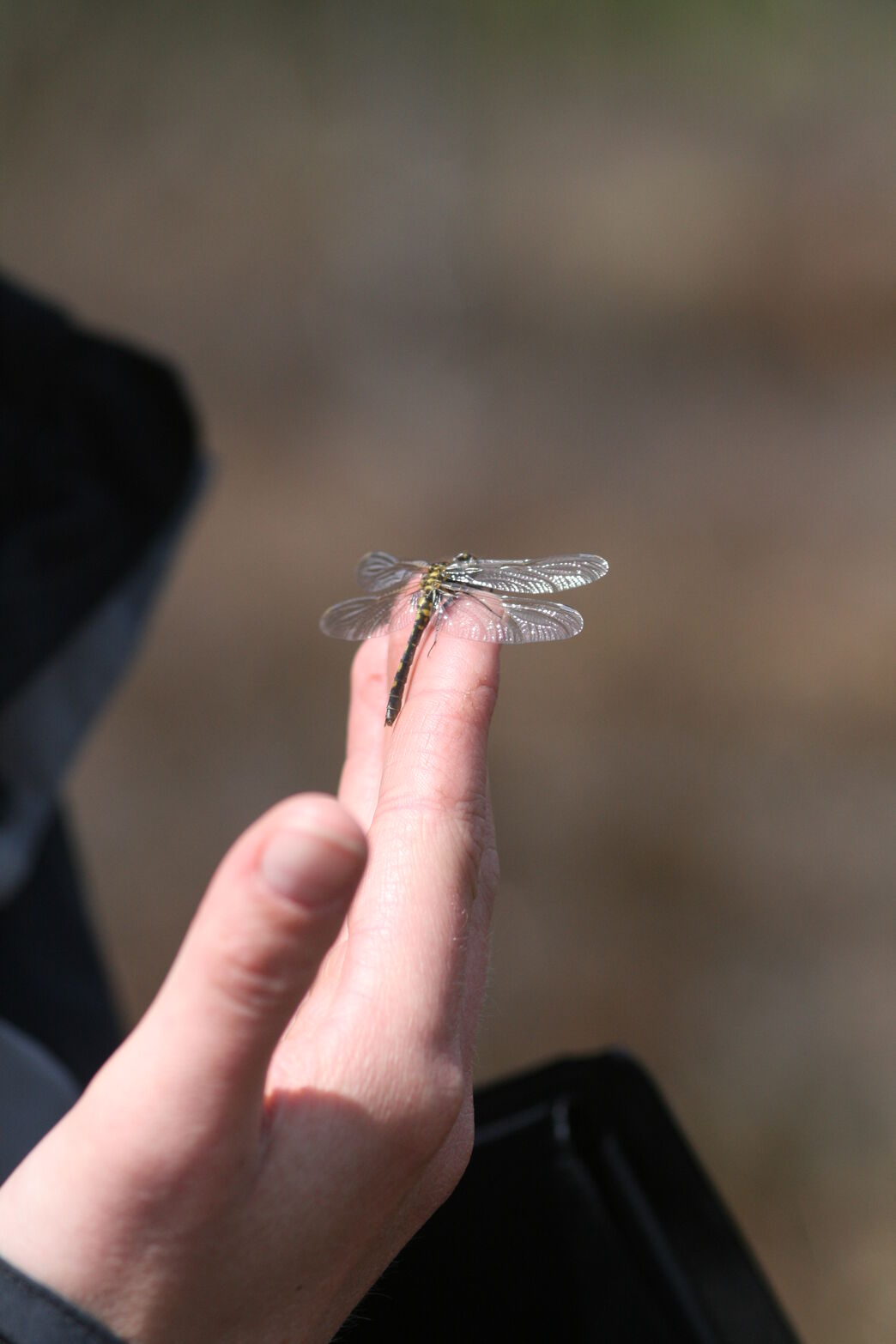 Dragons in the Dales | Yorkshire Peat Partnership