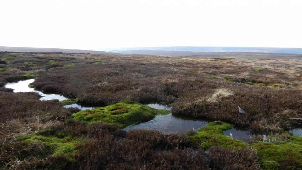 Re-peated glory | Yorkshire Peat Partnership
